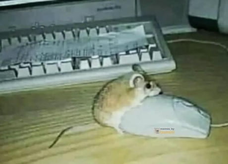 Best Funny mouse Memes - 9GAG