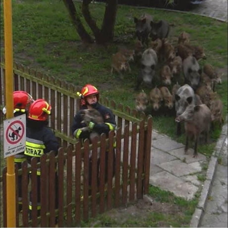 Best Funny animal rescue Memes - 9GAG