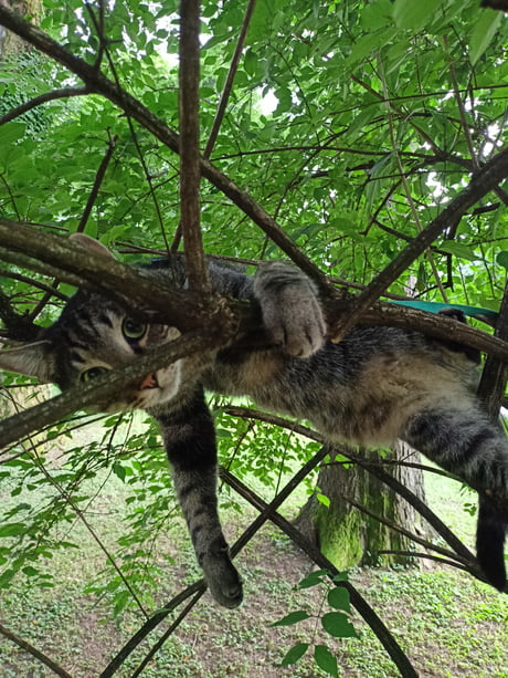 Best Funny tree Memes - 9GAG