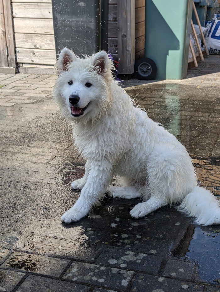 Aaand that's my good boi - 9GAG