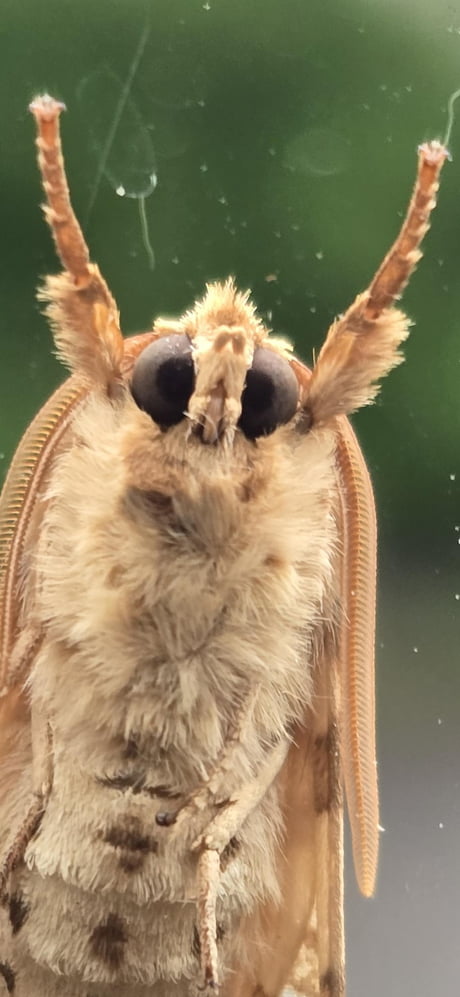 Funny Insect Memes Literally Full Of Bugs · ProgrammerHumor.io