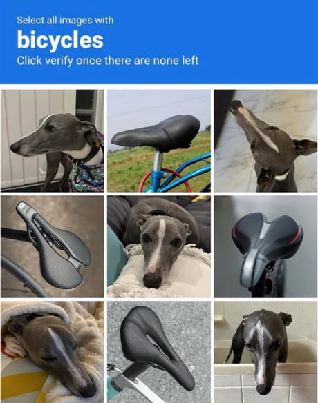 Best Funny greyhound Memes - 9GAG