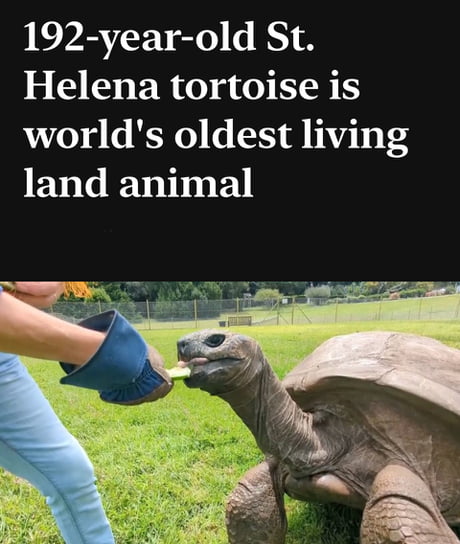 Best Funny tortoise Memes - 9GAG