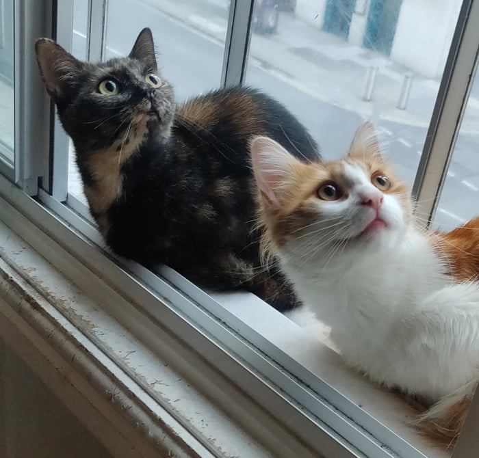 A bit more of Cheebs and Leela - 9GAG