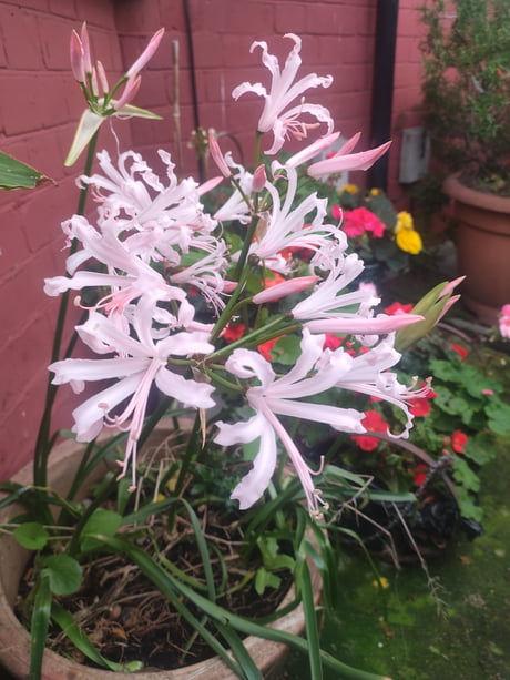 Best Funny flower Memes - 9GAG