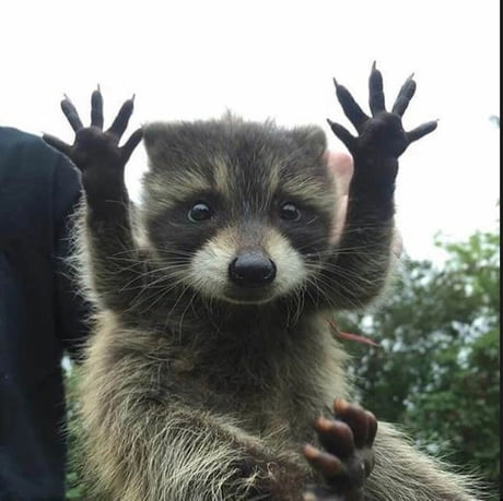 Best Funny finger Memes - 9GAG