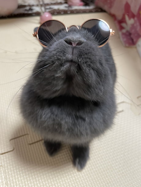 Best Funny bunny Memes - 9GAG