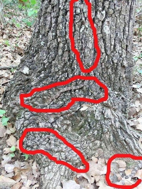 Best Funny tree Memes - 9GAG