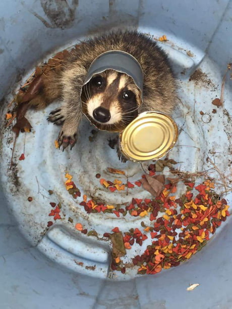 Best Funny trash panda Memes - 9GAG