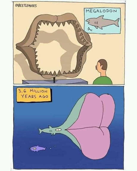 Best Funny megalodon Memes - 9GAG