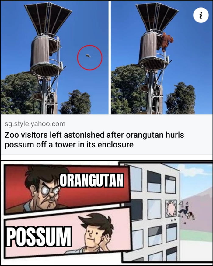 What did the possum proposed to get tossed out? - 9GAG