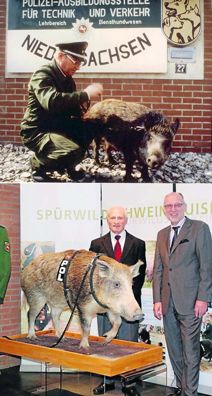 Luise was a wild boar that was trained and used by the Lower Saxony ...