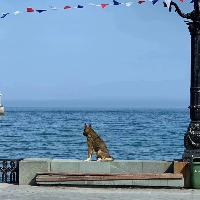 The dog died after 12 years of waiting for his dead owner on the shore ...