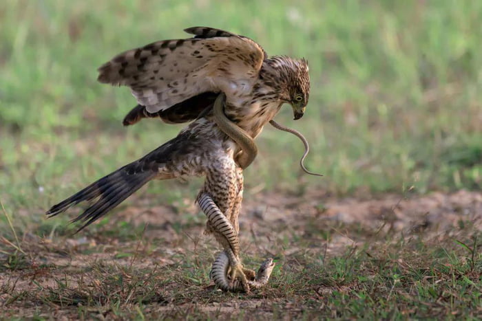 A hawk and a snake in a battle to the death - 9GAG