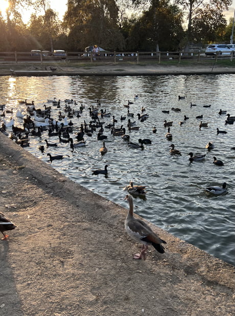 Best Funny quackers Memes - 9GAG