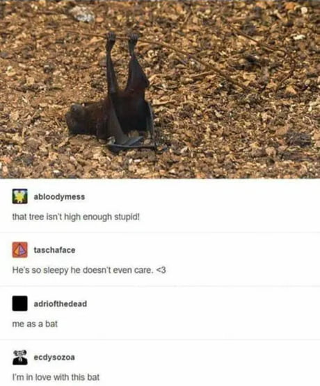 Best Funny bat Memes - 9GAG