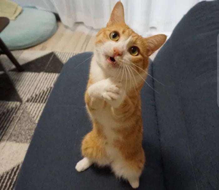 Can someone please post the gif of the guy strutting with his chest ...