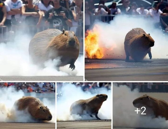 Capybara's first drag race. 10/10 would watch - 9GAG