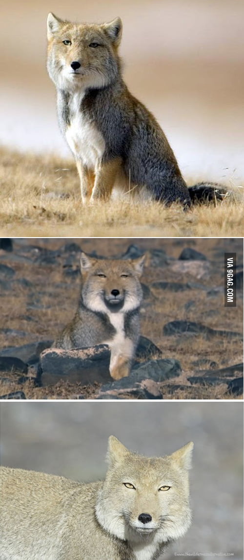 Tibetan Fox has had enough of your bullshit and doesn't find it amusing ...