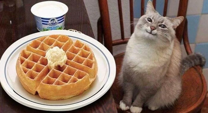 Smiling Cat, pancake lover. - 9GAG