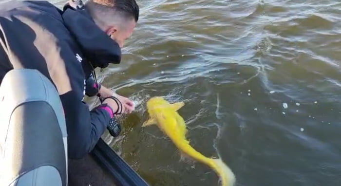 Rare Vivid Yellow Catfish Caught In The Netherlands - 9GAG