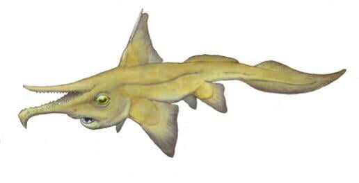 Metopacanthus, an ancient shark-like fish whose male appendage formed a ...