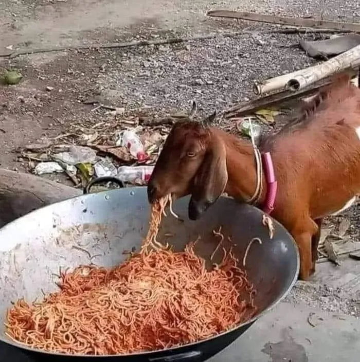 My Italian Goat! - 9GAG