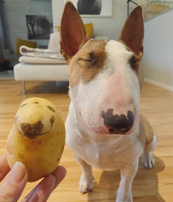 Potatodog - 9GAG