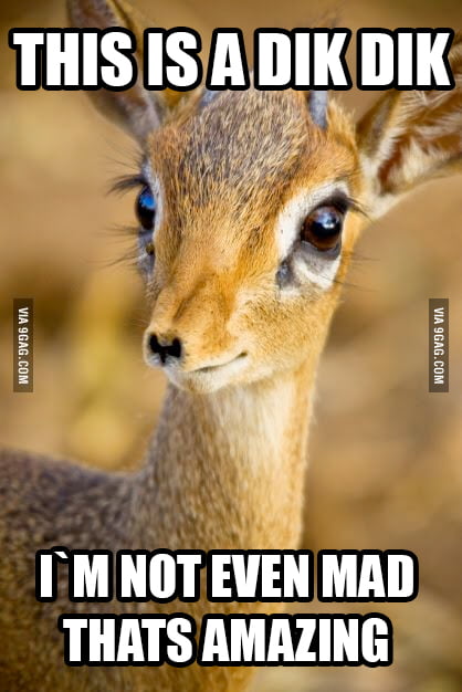 Dik Dik Memes Finally, Someone Out Here Providing The Kind Of Dik Piks