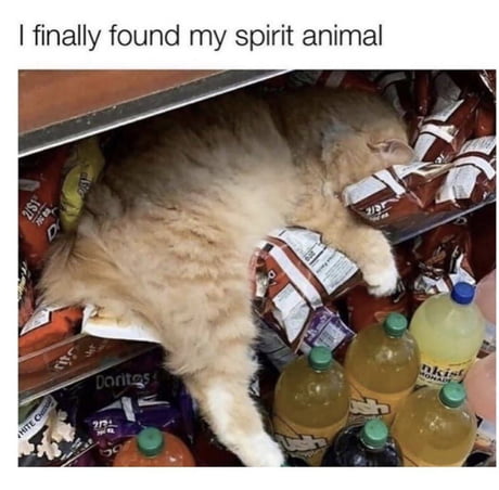 Le Meow Memes 23 Meowrvelous Meowing Memes Managing Your Monday