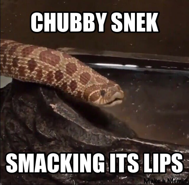 Chubby snek smacking its lips - 9GAG