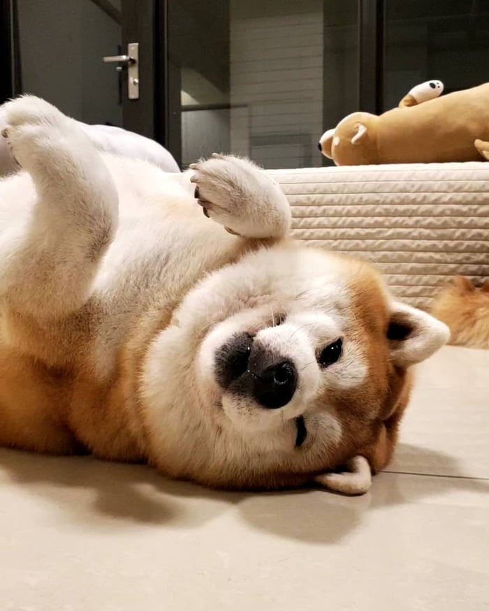 Meet Moja, A Chubby Shiba That Looks Like A Sumo Wrestler - 9GAG