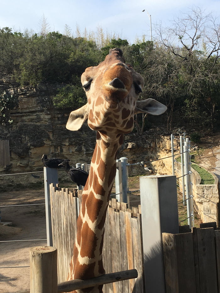 Derpy giraffe. - 9GAG