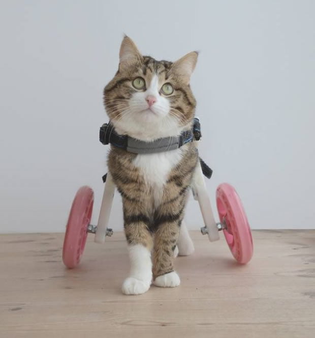 Meet Rexie, The Cat-King Of Bleps Who Pulls The Cutest Faces - 9GAG