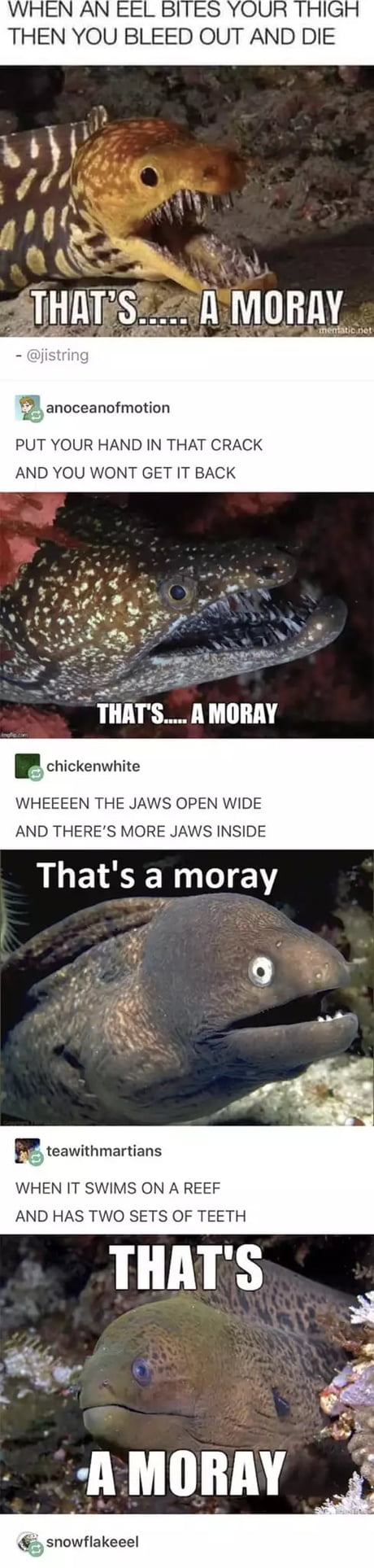 Best Funny eel Memes - 9GAG