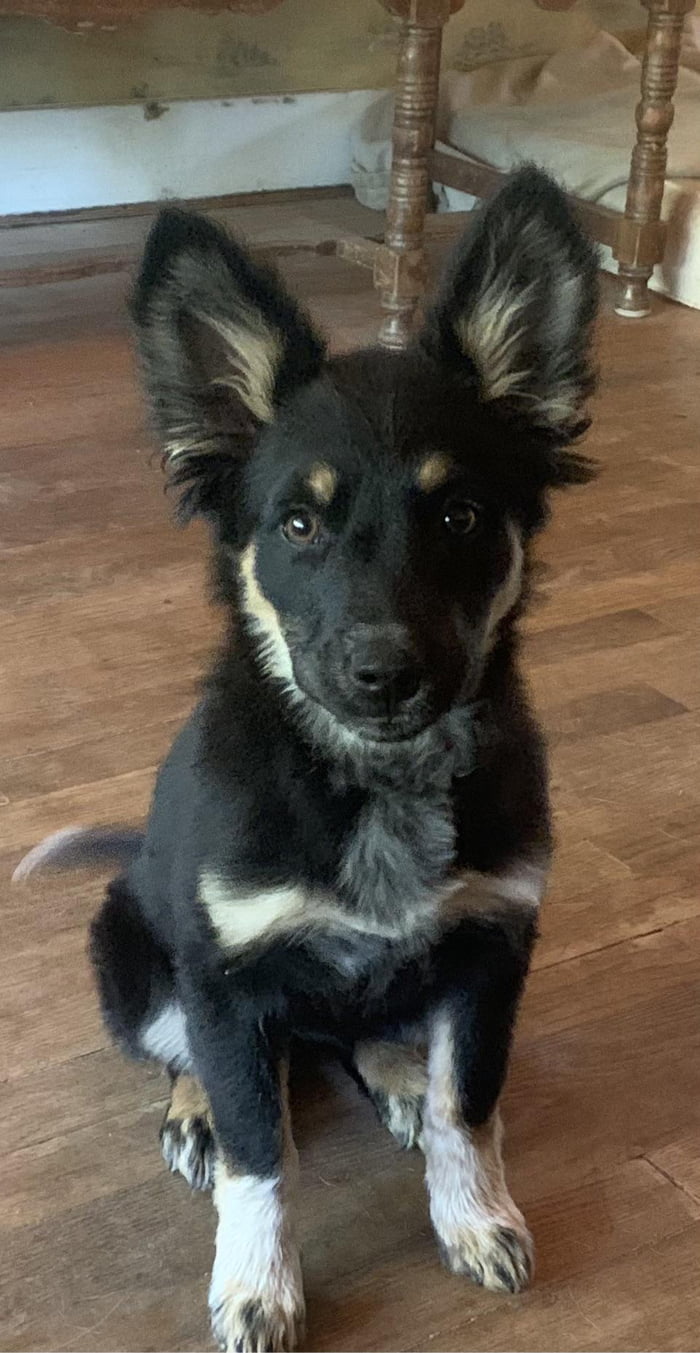 Happy is a German Shepard, blue heeler, pug, border collie. - 9GAG