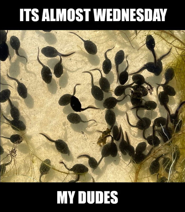 SEE YOU NEXT WEDNESDAY - 9GAG