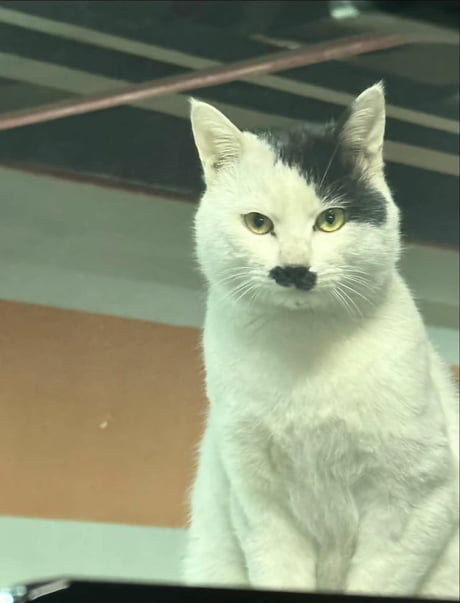 Best Funny kitler Memes - 9GAG