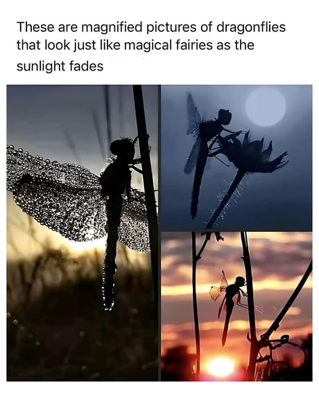 Best Funny dragonfly Memes - 9GAG