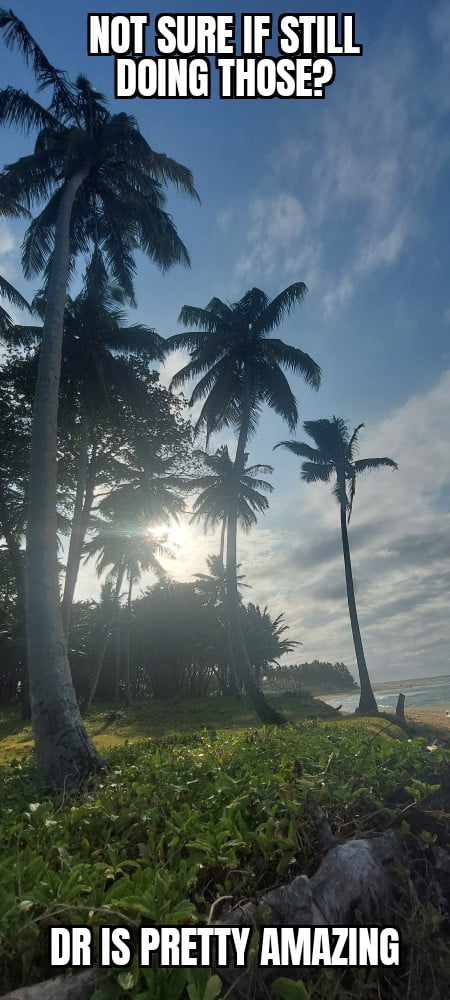 Palm Tree Memes Funny Palm Tree GIFs | Tenor