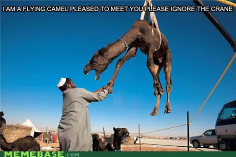 Best Funny crane Memes - 9GAG