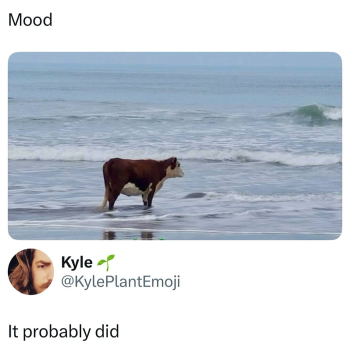Just a cow having a moment by the sea - 9GAG