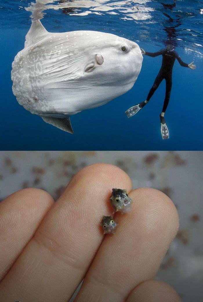 Ocean sunfish compared to them at birth - 9GAG