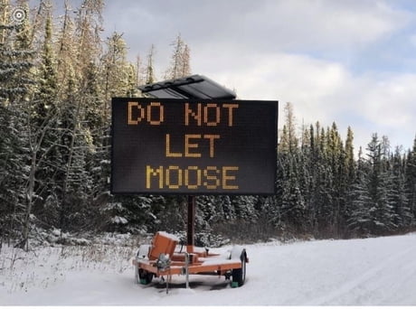Best Funny moose Memes - 9GAG