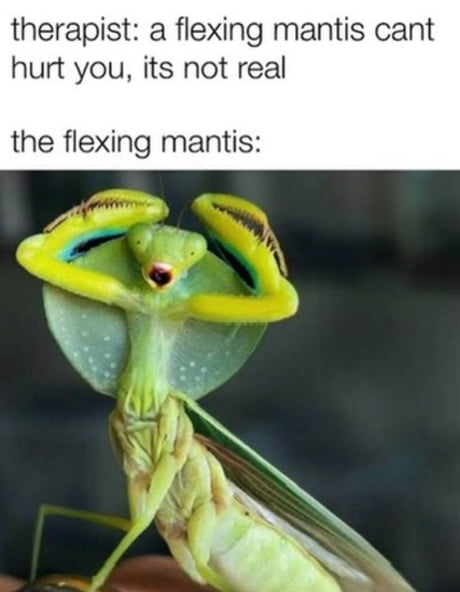 Best Funny praying mantis Memes - 9GAG