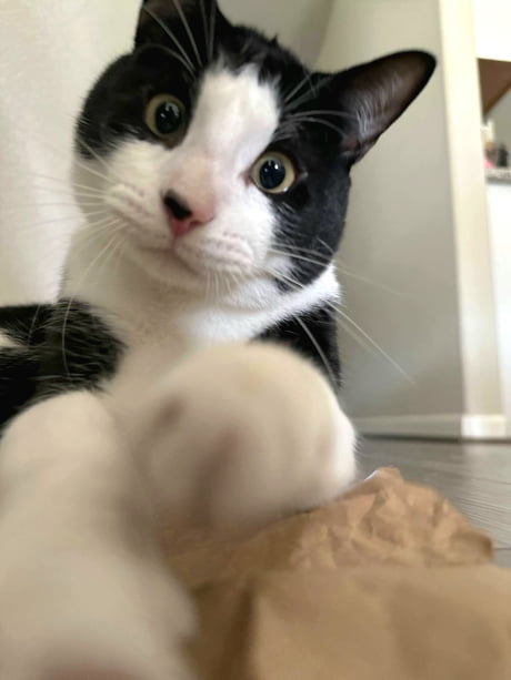 Best Funny dingus Memes - 9GAG