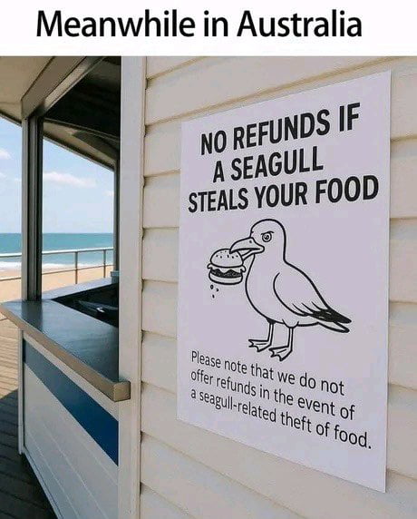 Best Funny seagull Memes - 9GAG
