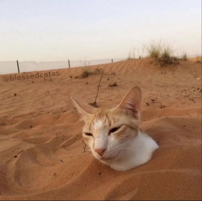 Me after eating cookies in bed - 9GAG