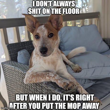 Collie Memes