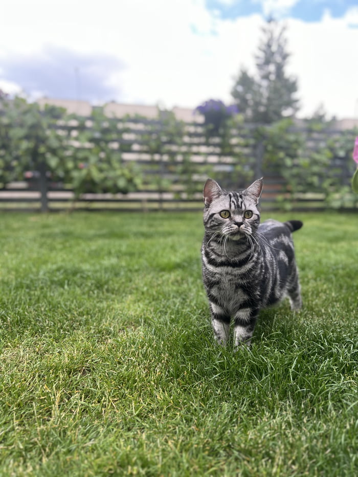 My cat has that M on his forehead, just like Majin in DBZ. - 9GAG